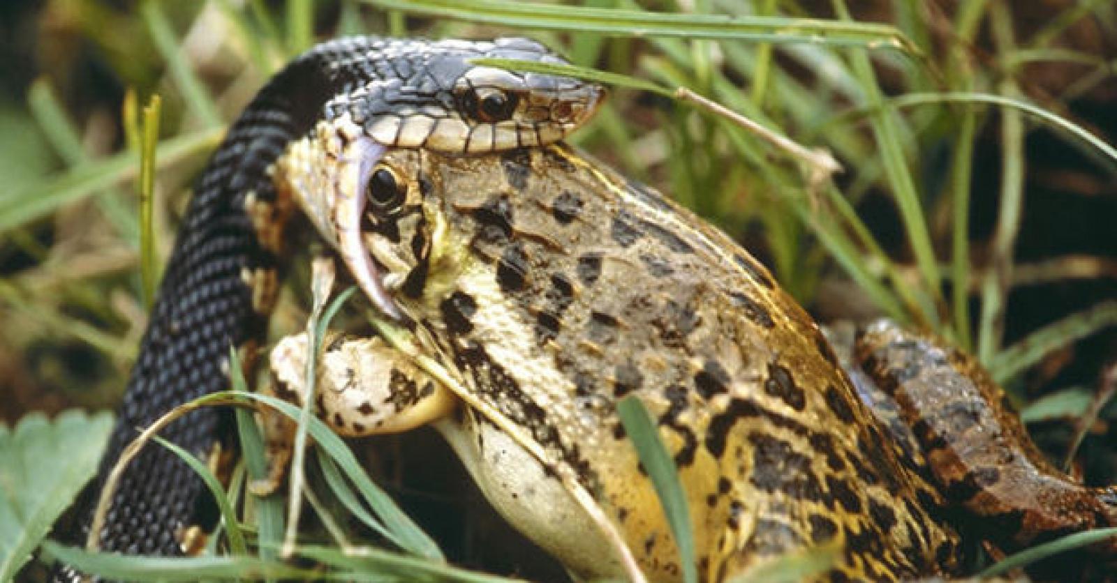 Jacht op vraatzuchtige brulkikker is geopend