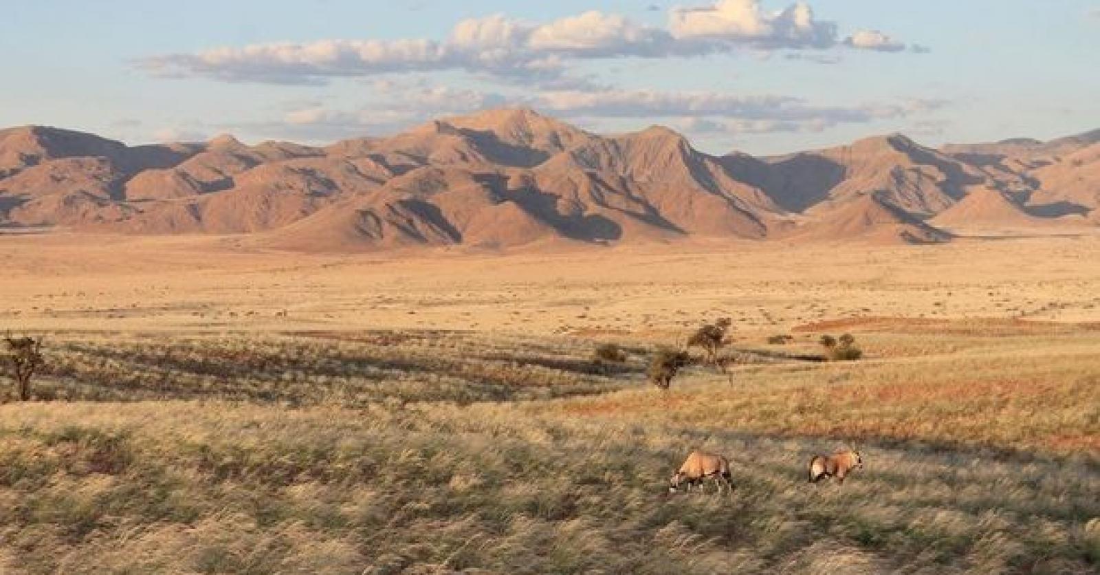 De woestijnen van Namibië: de natuur op zijn mooist