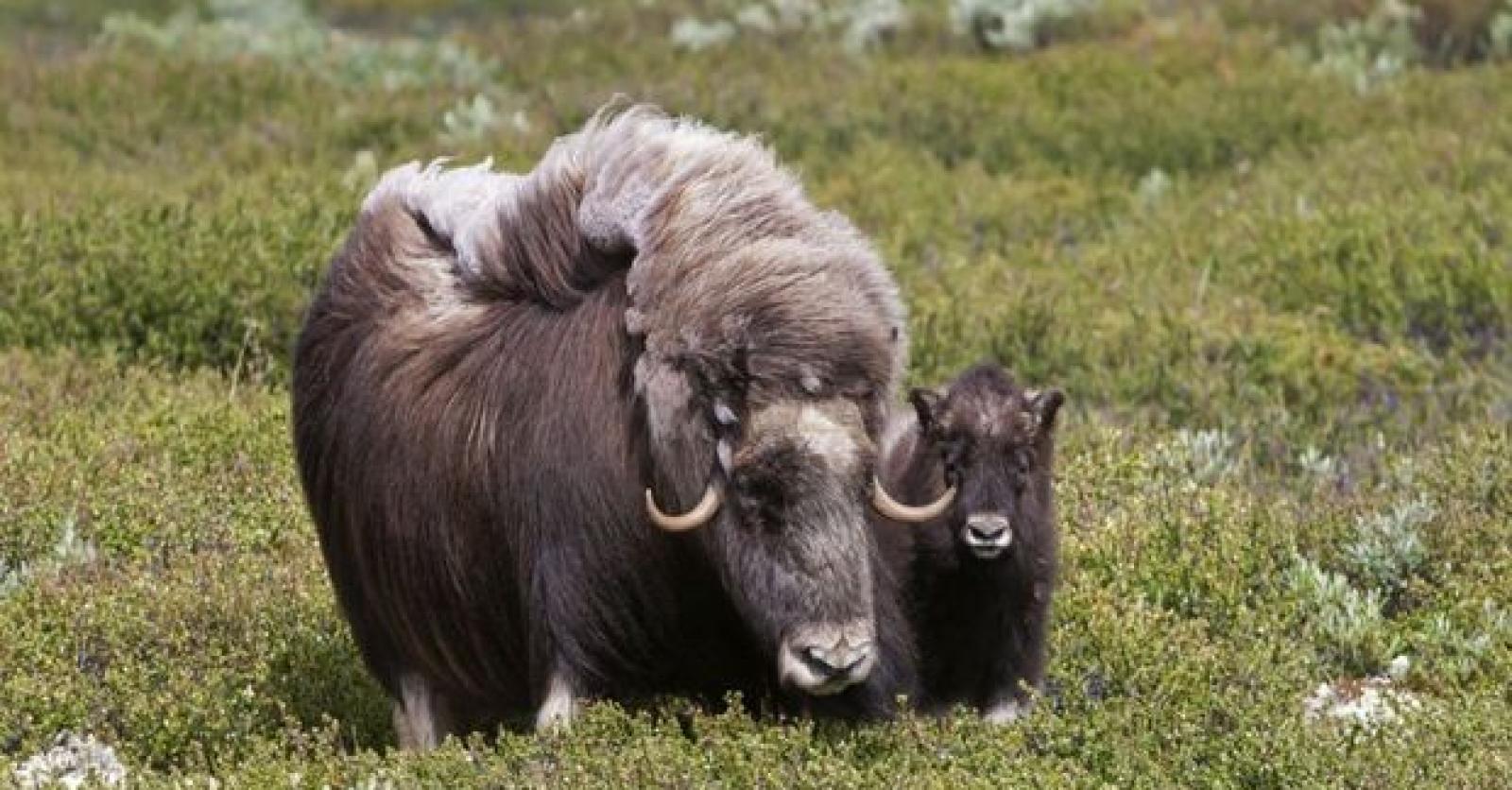 Wilde dieren spotten in Fjell Noorwegen