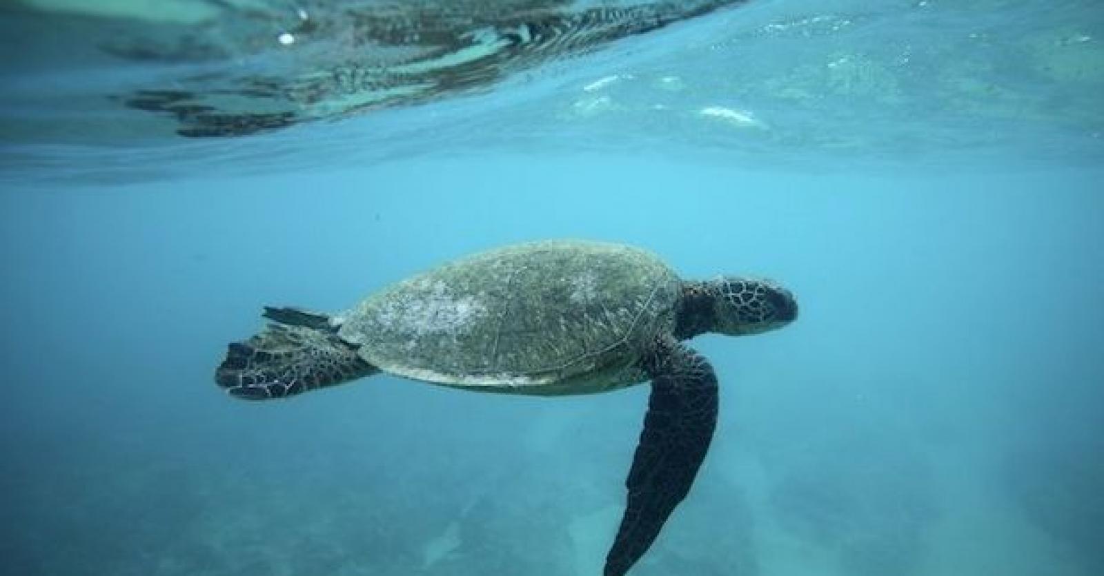 Opvangcentrum voor schildpadden