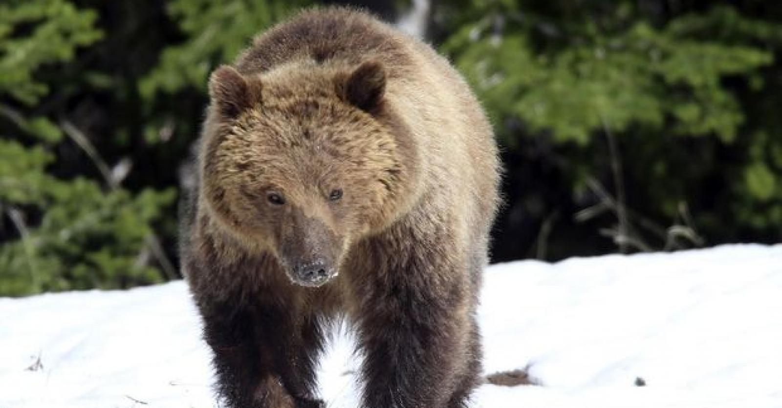 Beren in Yellowstone ontwaken te vroeg