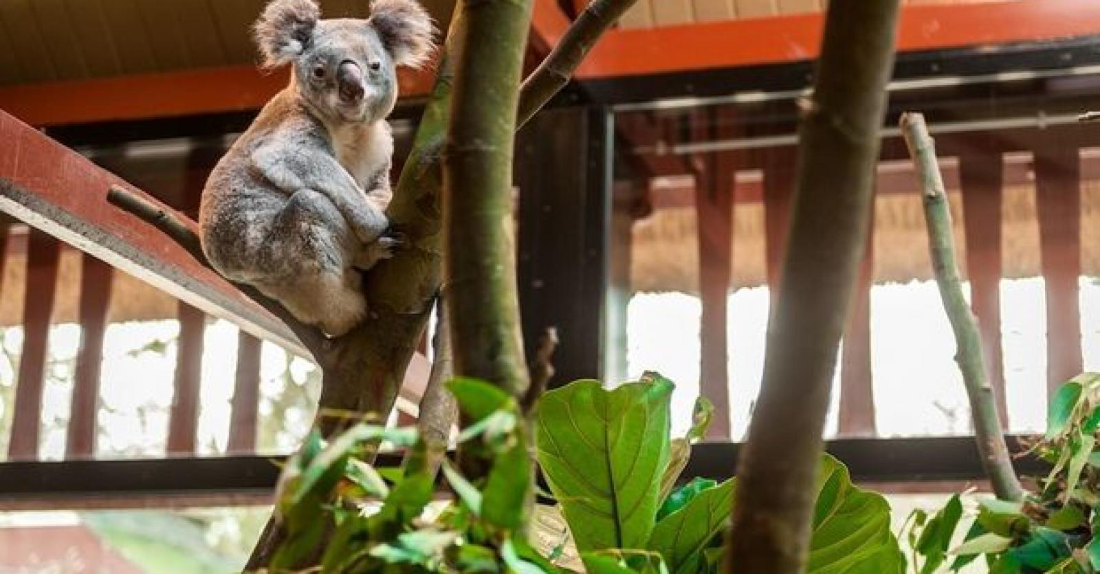 Twee koala's gearriveerd in de Antwerpse Zoo