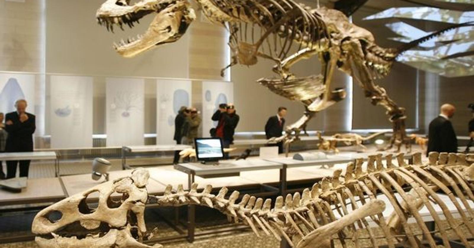 Natuurhistorisch museum in Brussel derde beste dinomuseum ter wereld