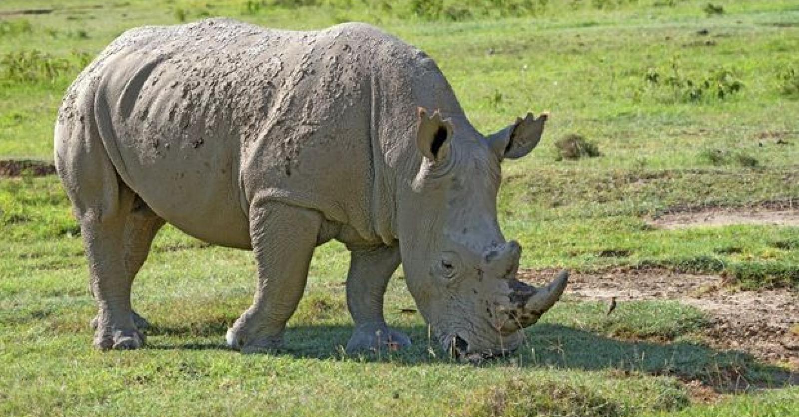 Zeldzame witte neushoorn gestorven in de San Diego Zoo
