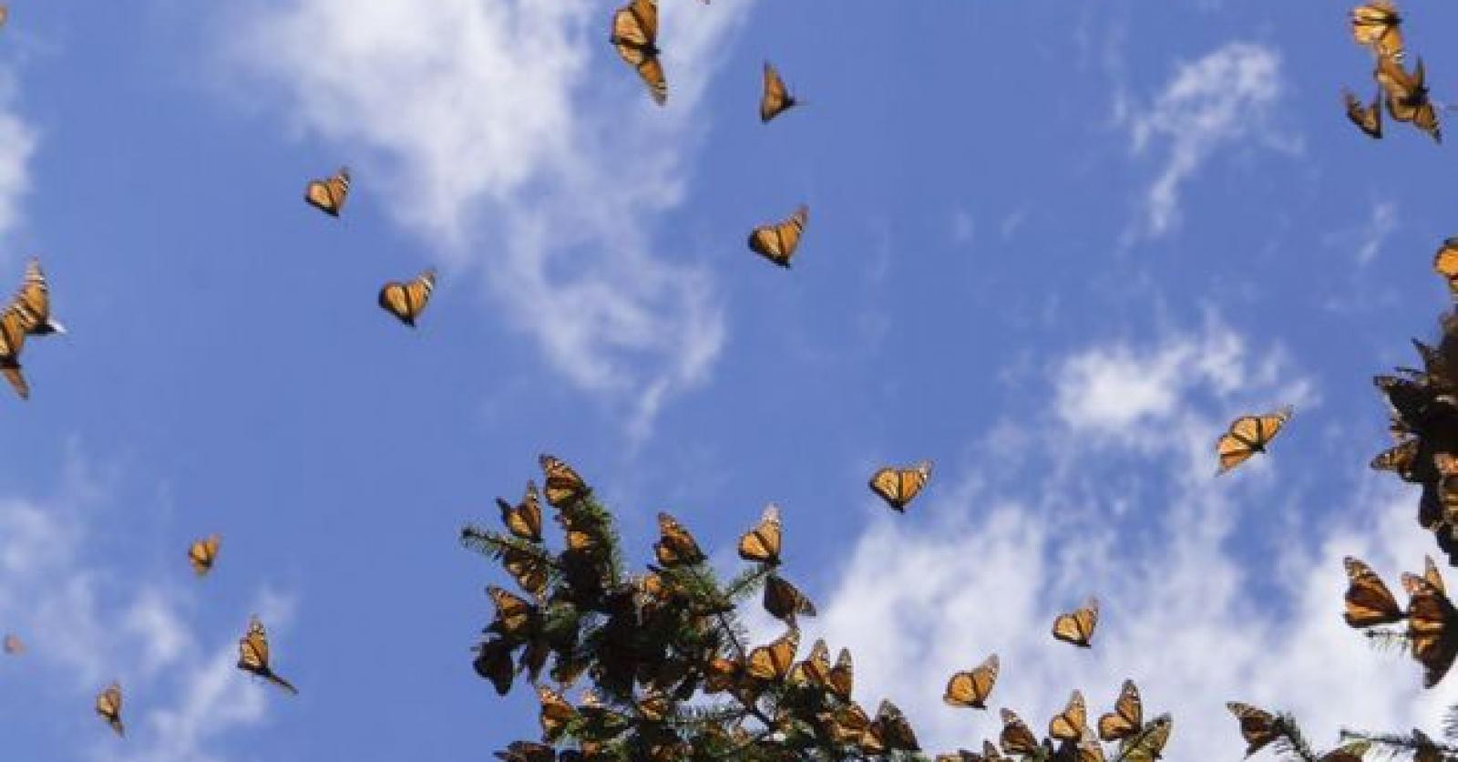 Monarchvlinder maakt opmerkelijke comeback