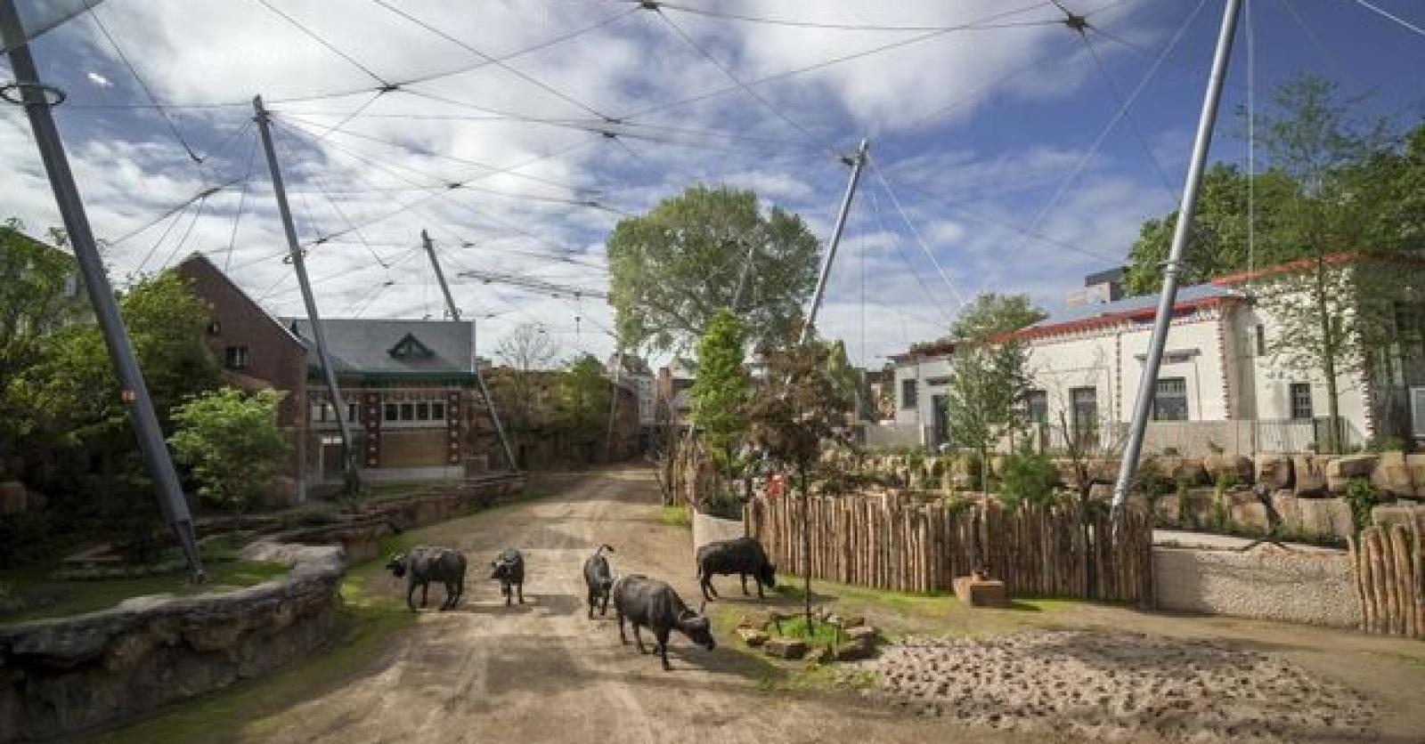 Antwerpse Zoo opent doorwandelbare savannekooi en nieuw restaurant