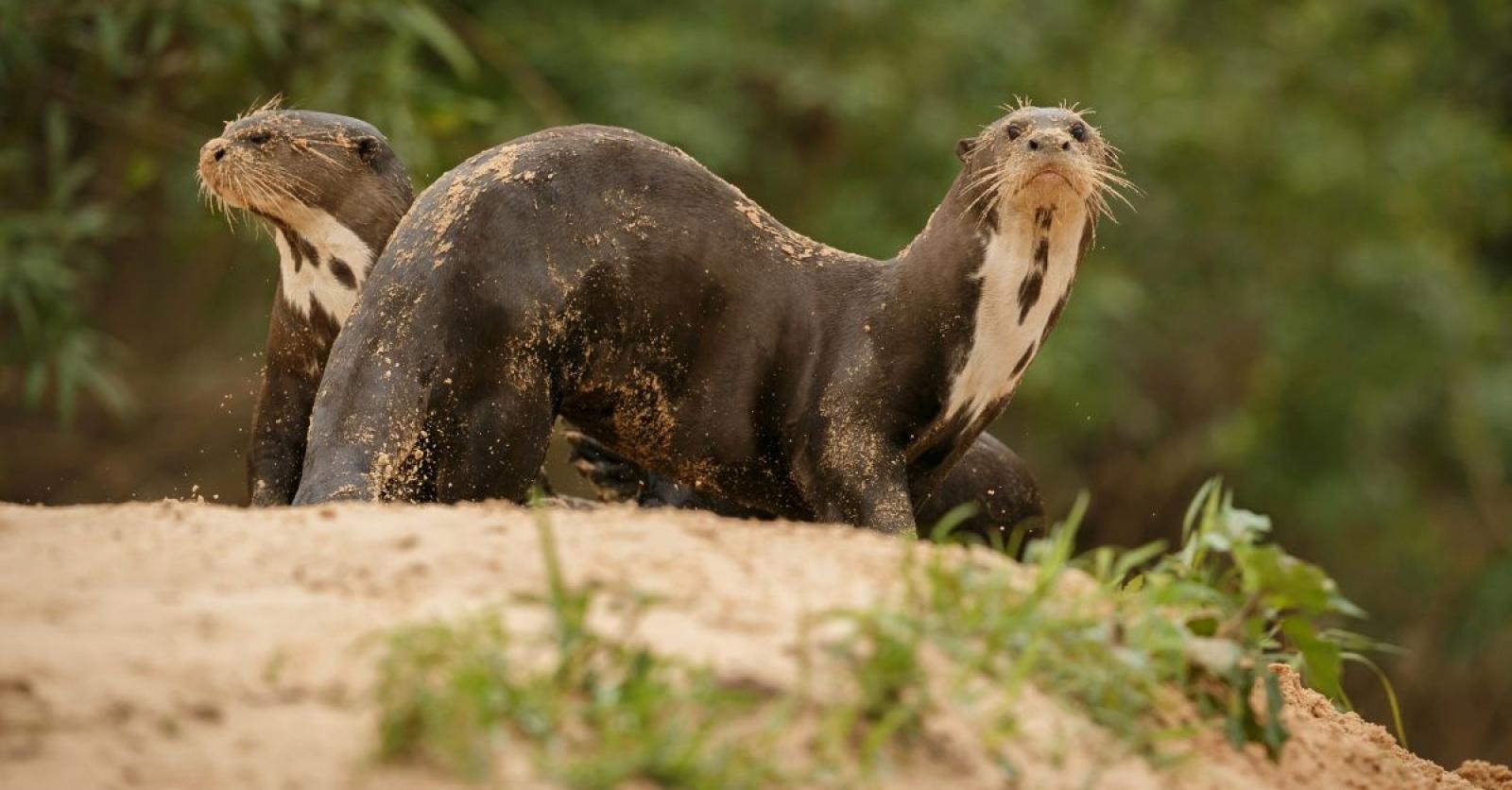Herwilderingssucces in Argentinië: reuzenotters terug van weggeweest