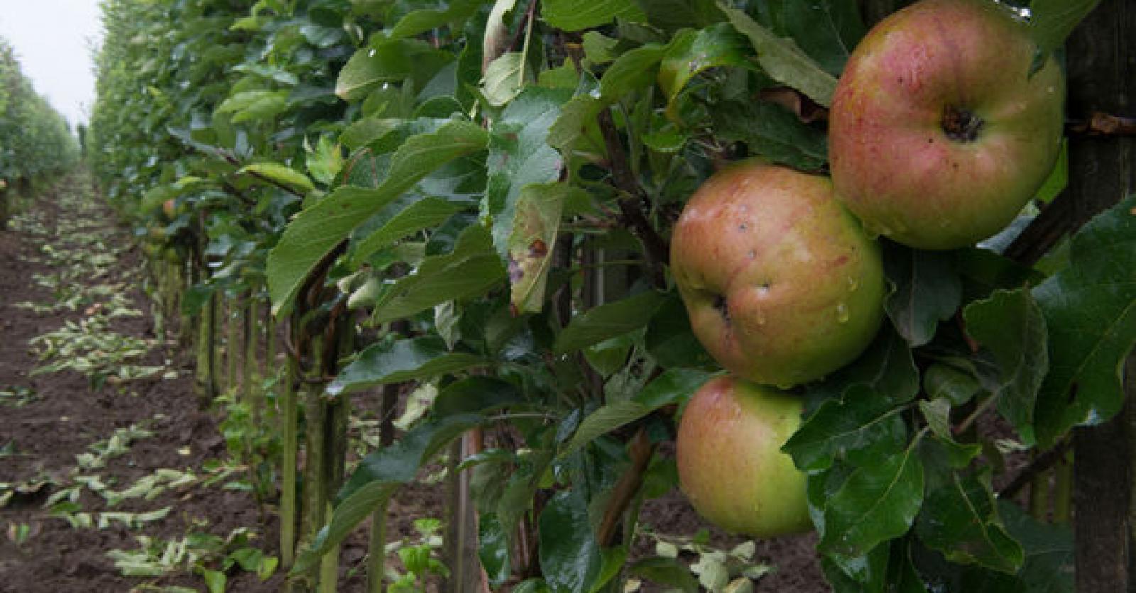 27.500 ton Belgisch fruit wordt vernietigd: zijn er alternatieven?