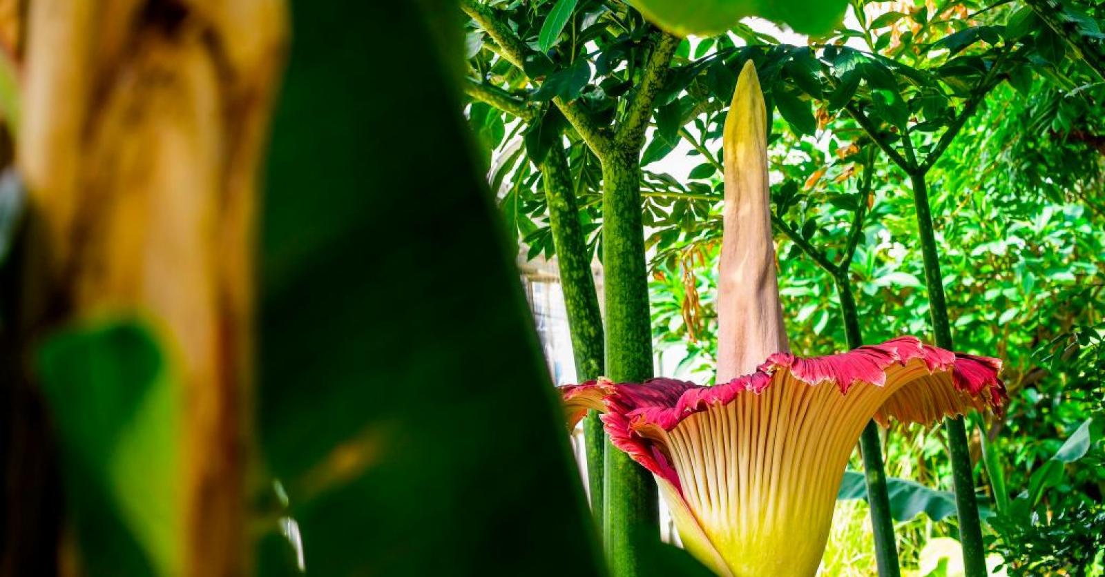 'Grootste bloem ter wereld' staat in bloei in de Plantentuin van Meise