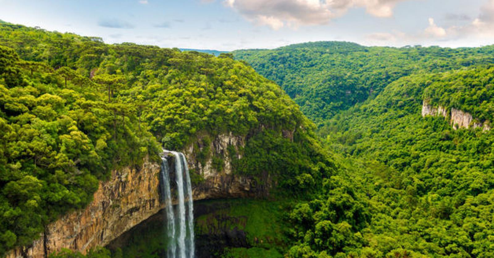 Helft zoogdieren uit Atlantisch Woud in Brazilië verdwenen