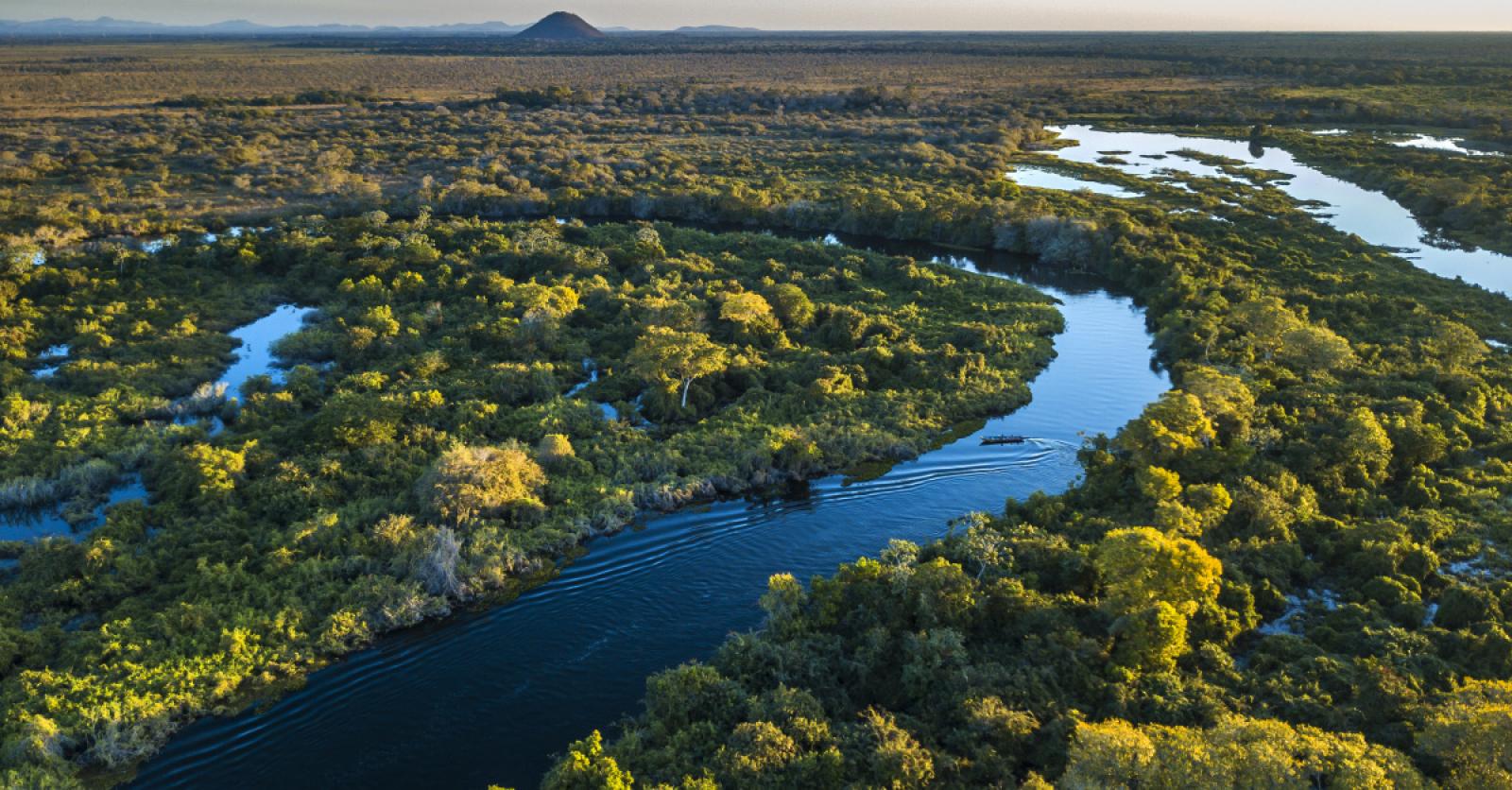 Braziliaanse savanne verdwijnt in alarmerend tempo