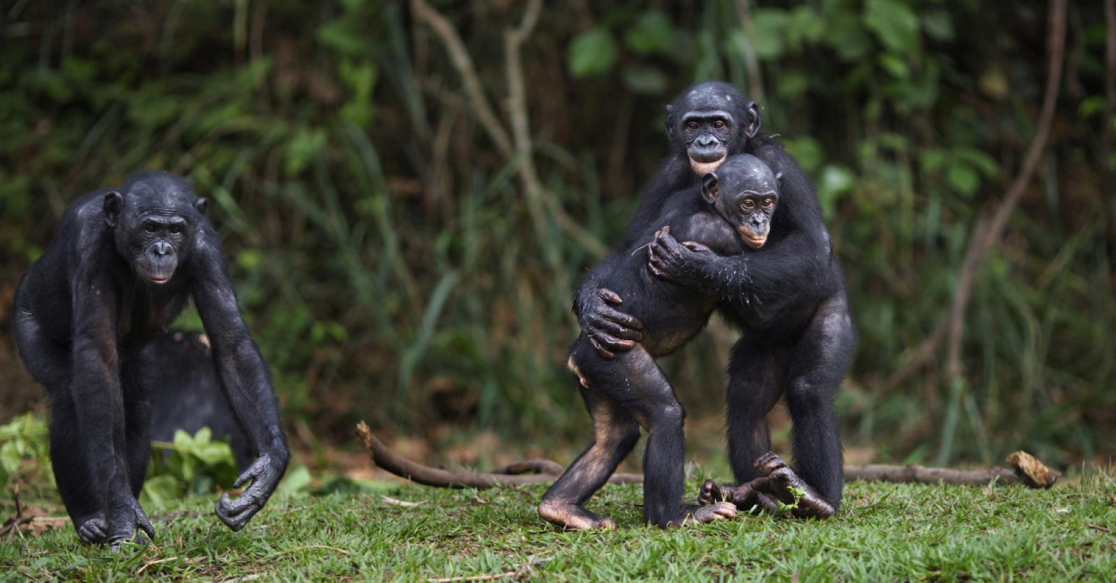 WWF-drone telt slapende bonobo's in bossen van Congo