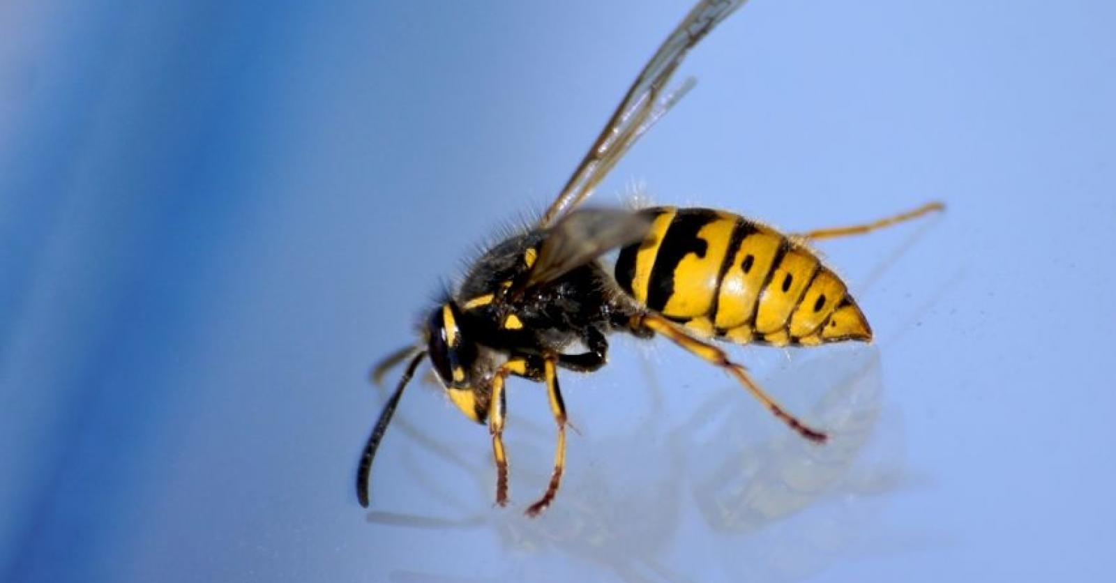 'Waarom ik van wespen hou, en jij dat ook moet doen'