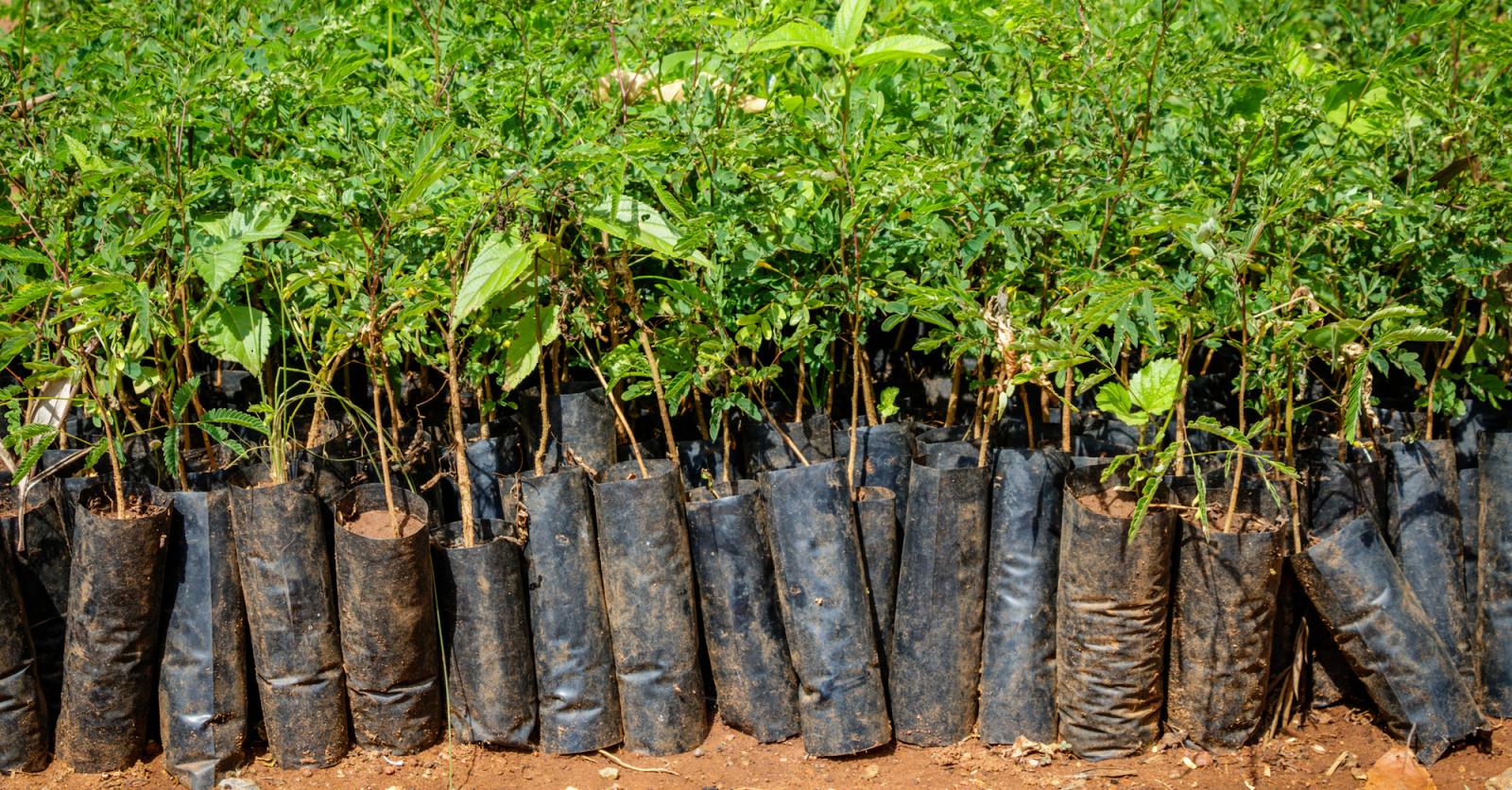Timberland plant vijftig miljoen bomen