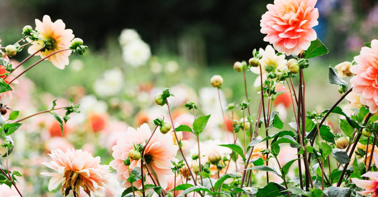Vijf lentebloemen voor extra kleur en smaak in je keuken