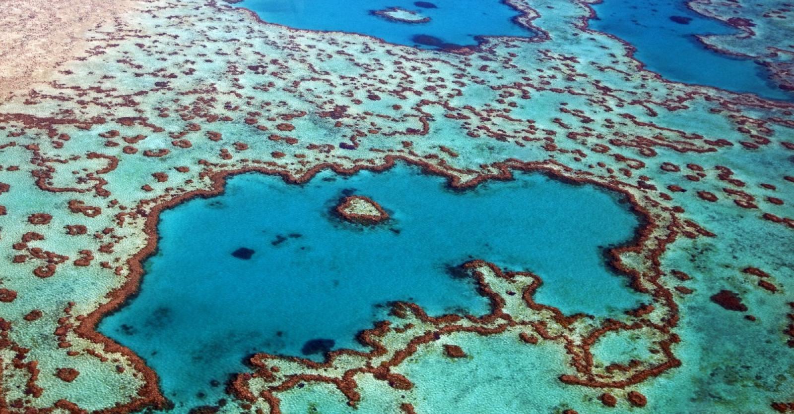 Enorm koraalrif ontdekt in Australië