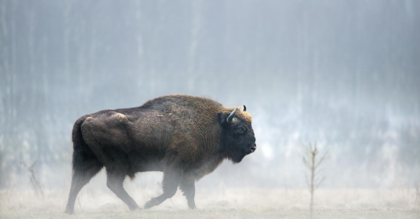 Europese bizon maakt comeback dankzij beschermingsmaatregelen