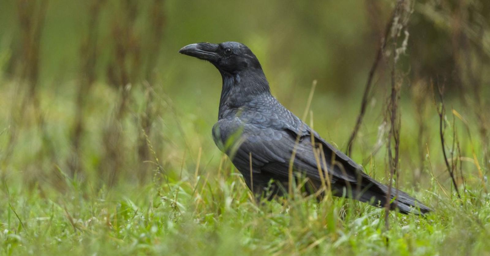 Het gaat beter met de raaf in Vlaanderen, maar hij is nog lang niet ...