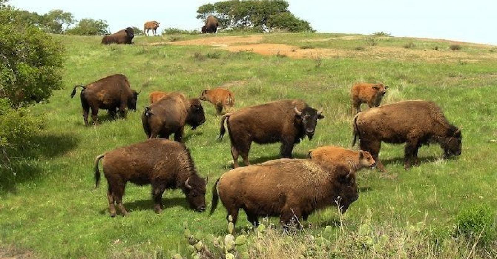 Bizons op Catalina Island