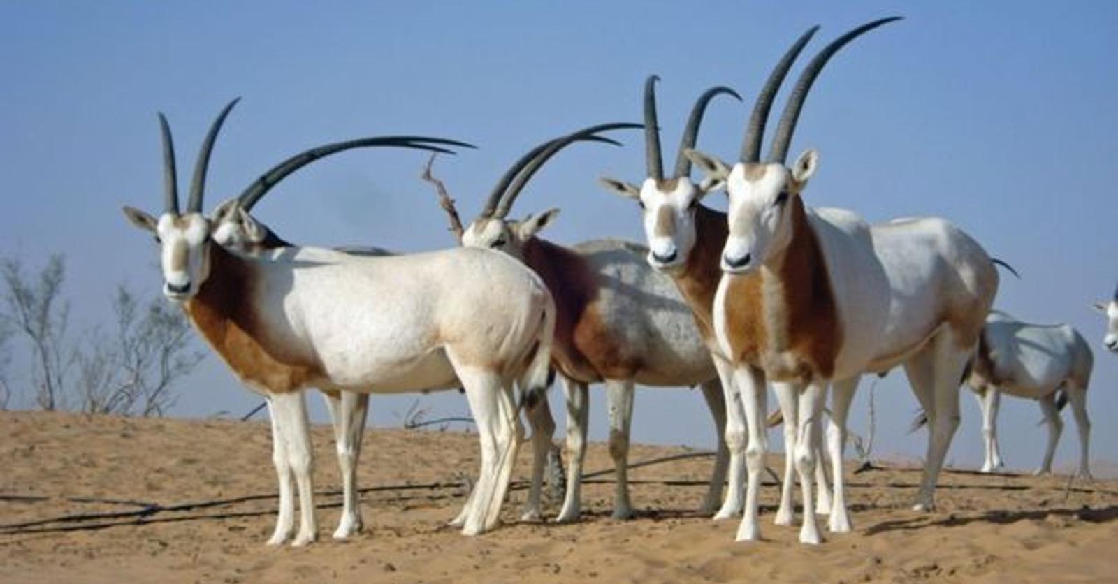 Dieren spotten in Jordanië