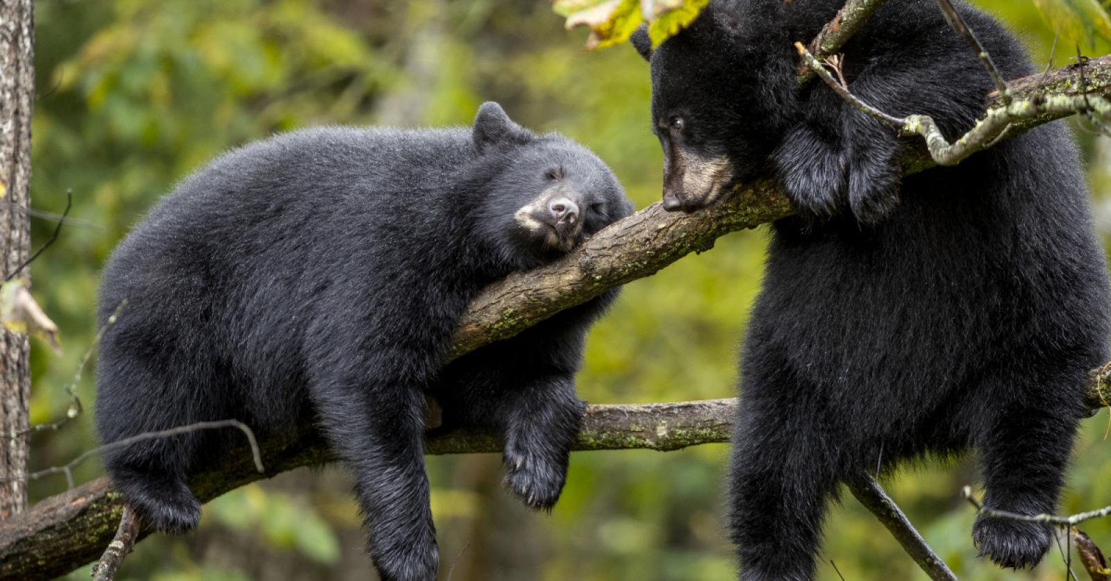 In beeld: slapende dieren waar je vrolijk van wordt