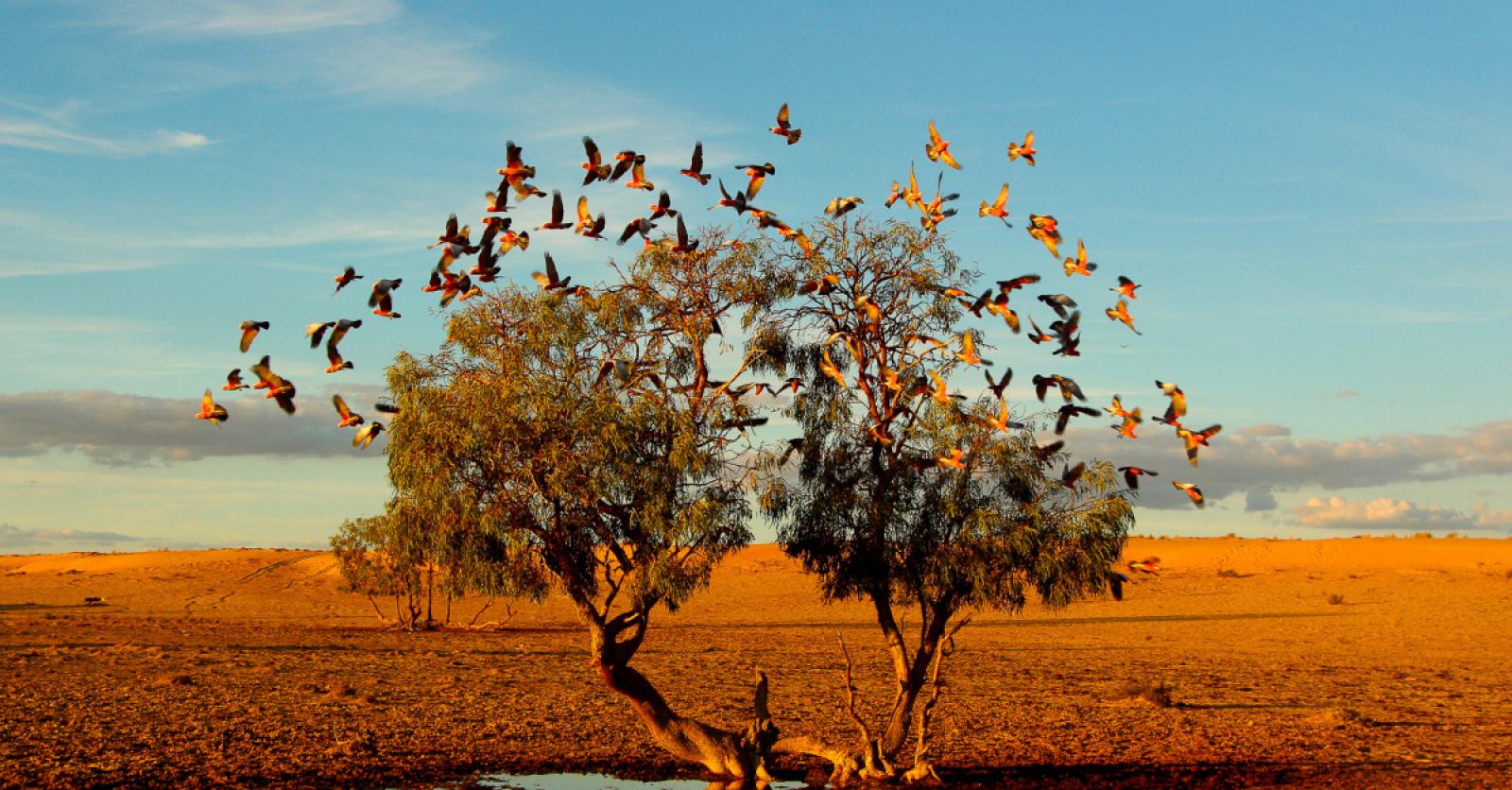 Dit zijn de mooiste natuurfoto's van Australië van 2021