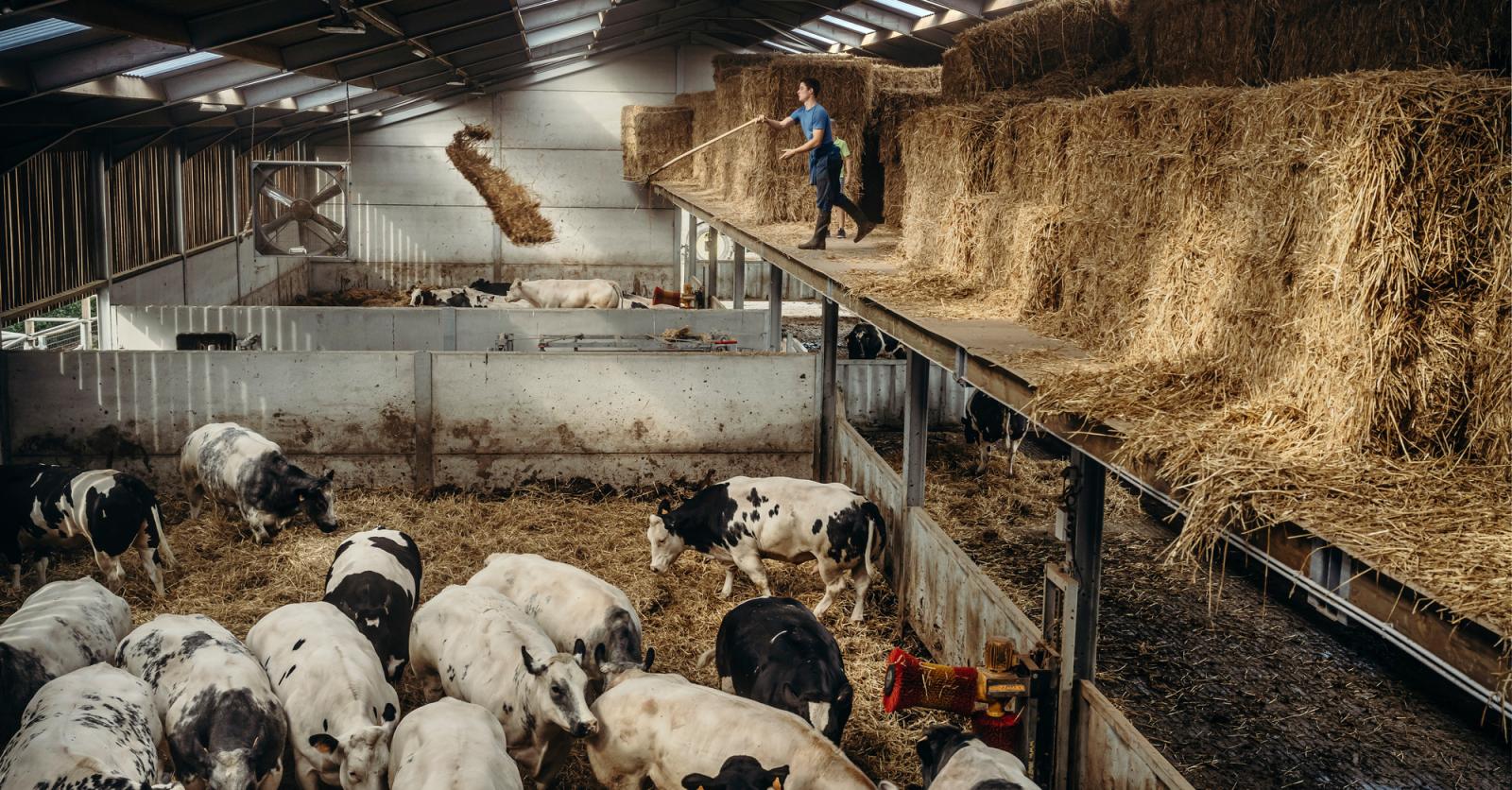 Van boer tot bord: fotograaf Jimmy Kets brengt Vlaamse vleessector in beeld