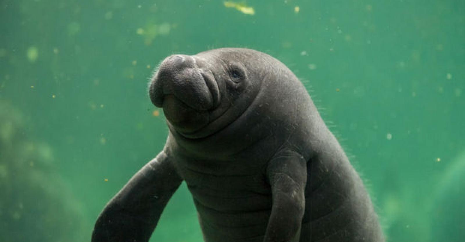 Gezonde zeekoe geboren in Nederlandse Burgers Zoo