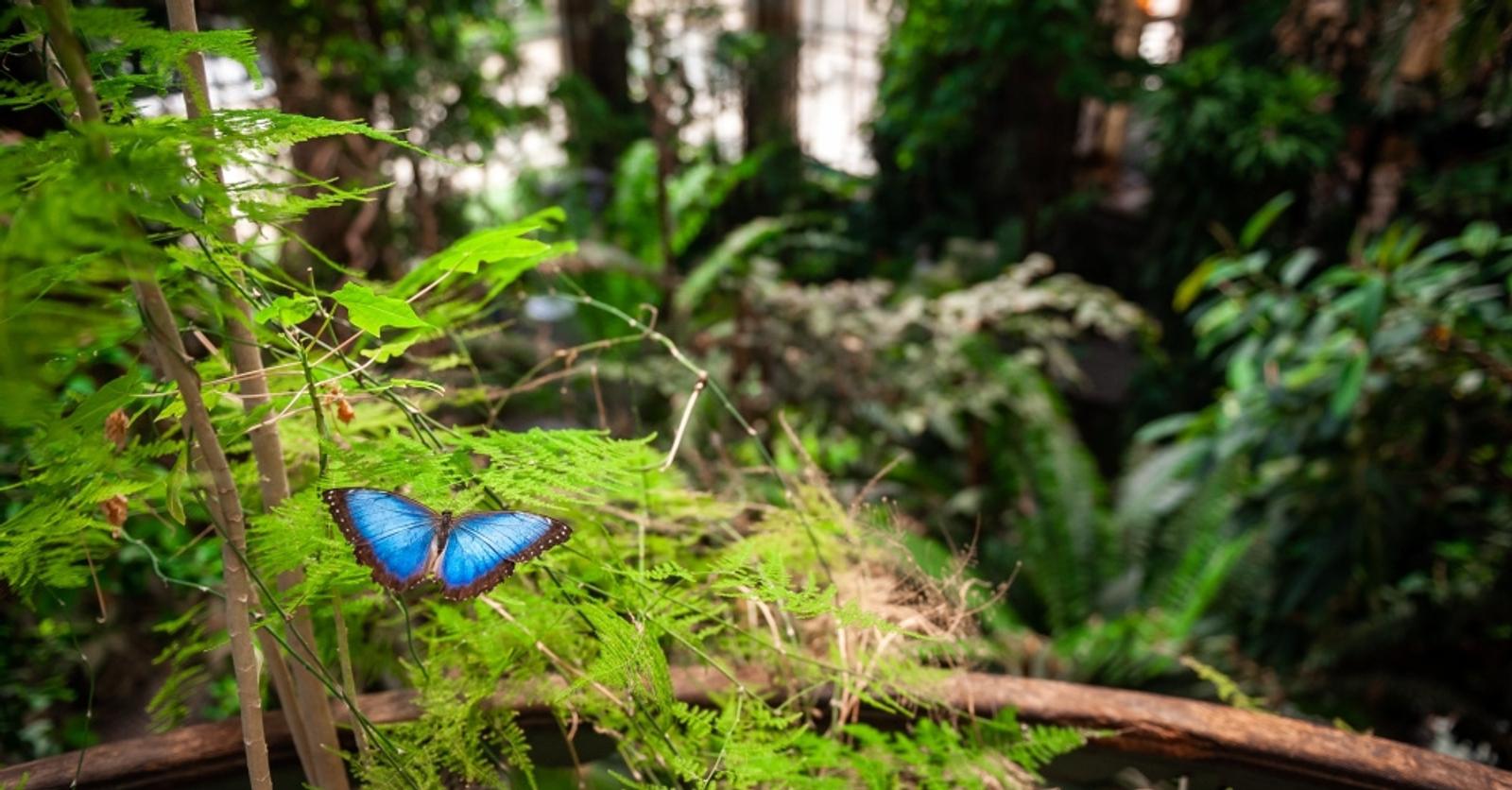 Vlindertuin ZOO Antwerpen opent weer de deuren