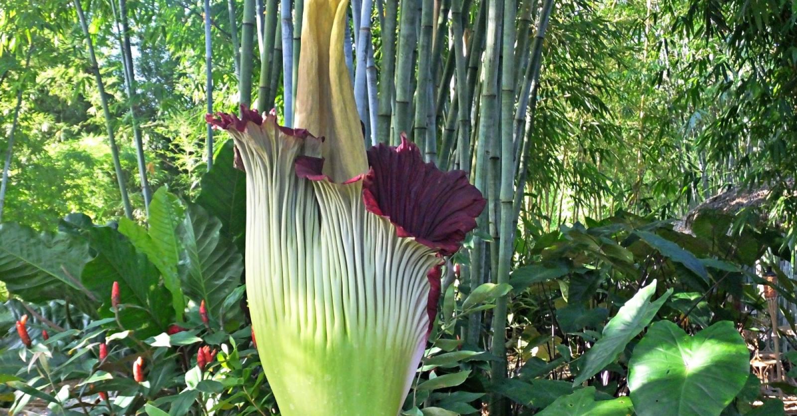 Bloeiende reuzenaronskelk in Plantentuin Meise via YouTube live te volgen