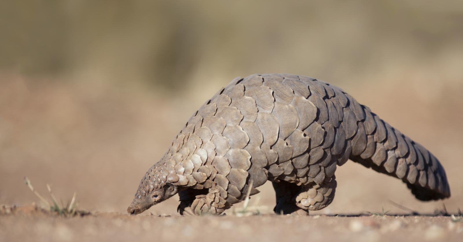 Schubdier krijgt in China dezelfde bescherming als de pandabeer