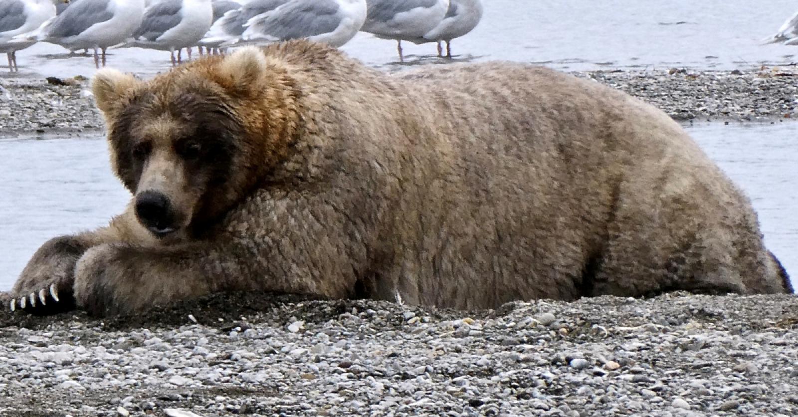Fat Bear Week in Alaska: welke beer is het dikst en wint de wedstrijd?