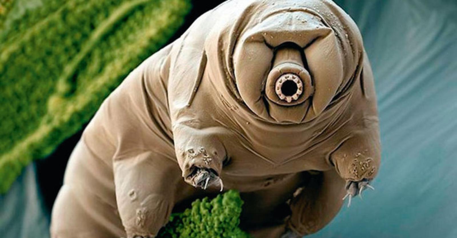 E.t. téléphone maison