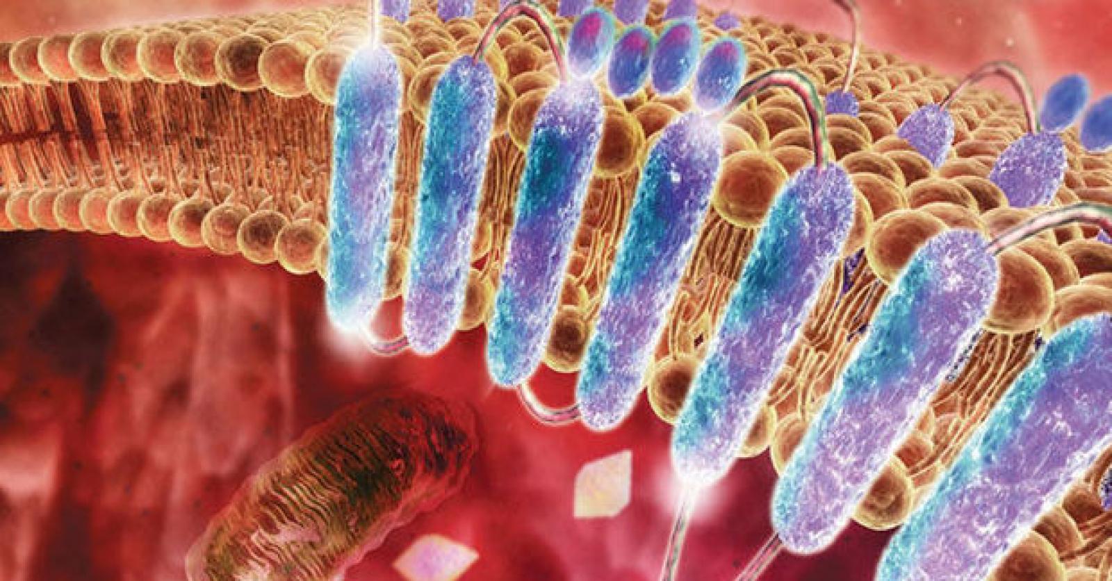 Driedimensionele structuur celwand in beeld