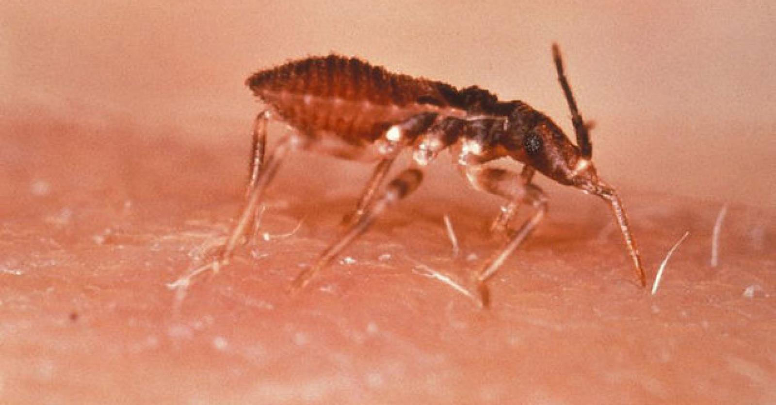 In beeld: De 10 meest gevreesde insecten