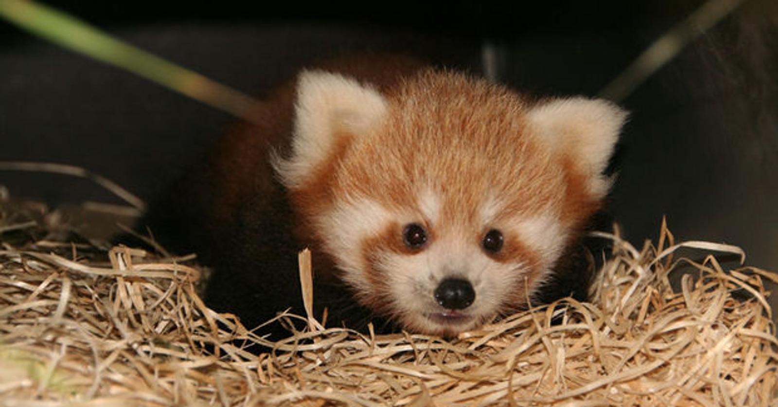 Voor het eerst rode panda geboren in Planckendael