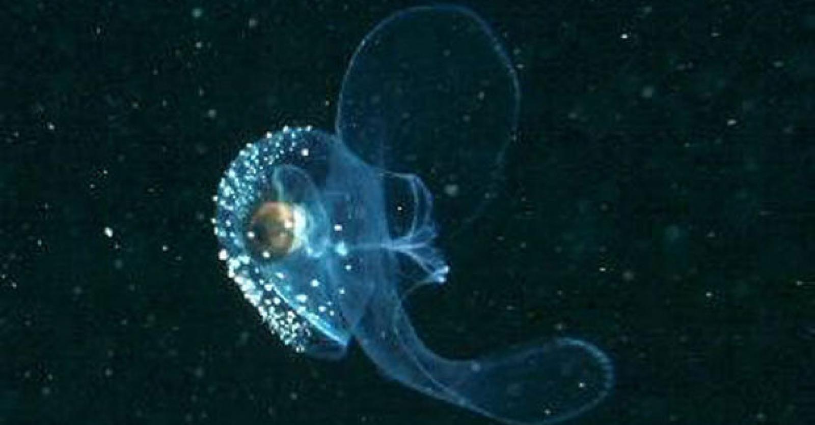 Oceaanverzuring maakt het vleugelslak lastig