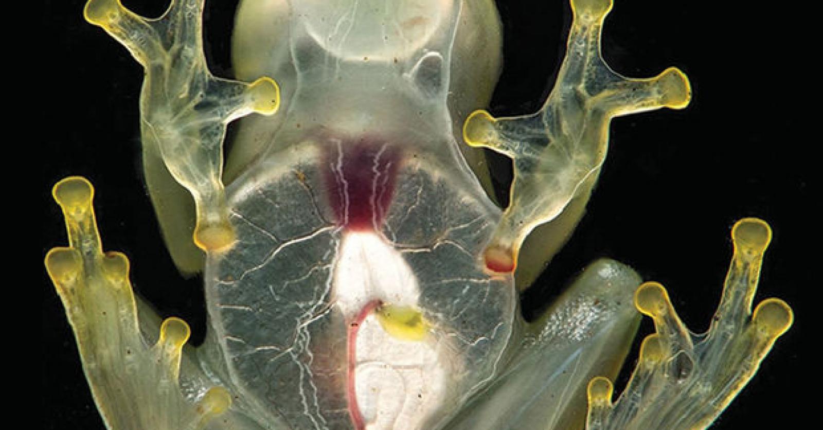 Wetenschappers ontdekken bijna volledig doorzichtige kikker