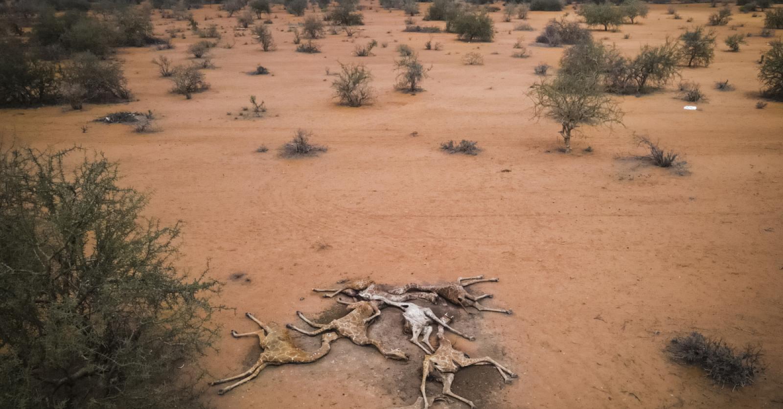 In beeld: door extreme droogte in de Hoorn van Afrika lijden 13 miljoen ...