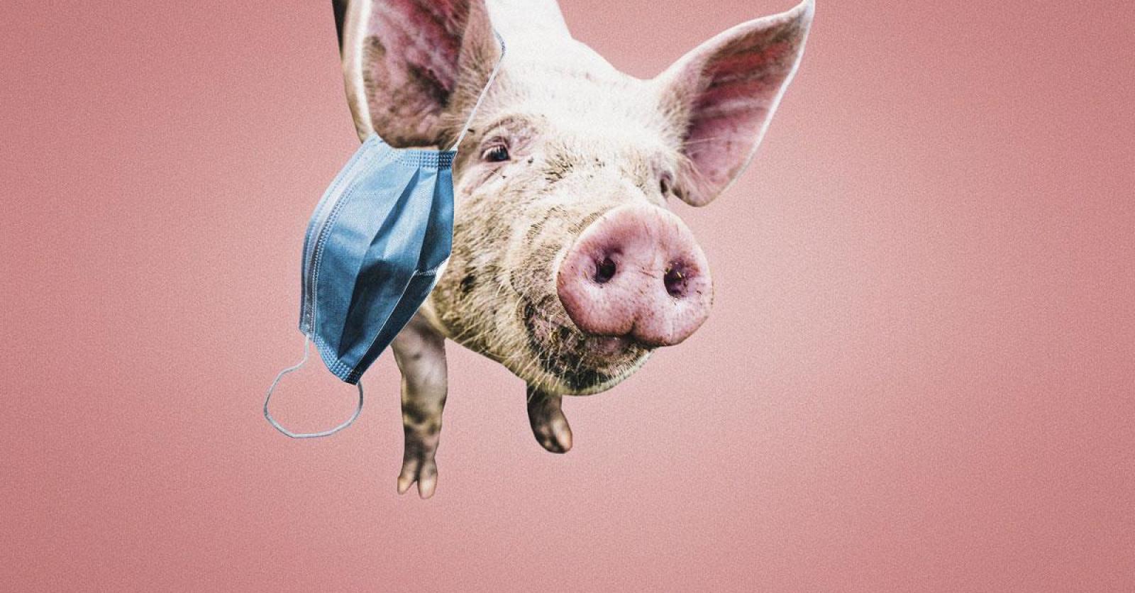 Viroloog Kristien Van Reeth: 'Het huidige coronavirus is in feite vrij ...