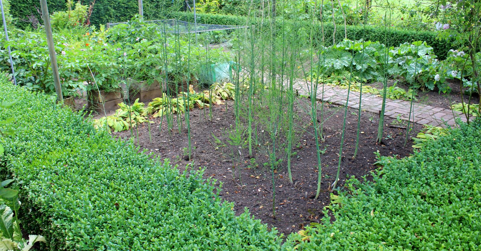 Asperges uit de moestuin: planten, oogsten en opeten - Libelle