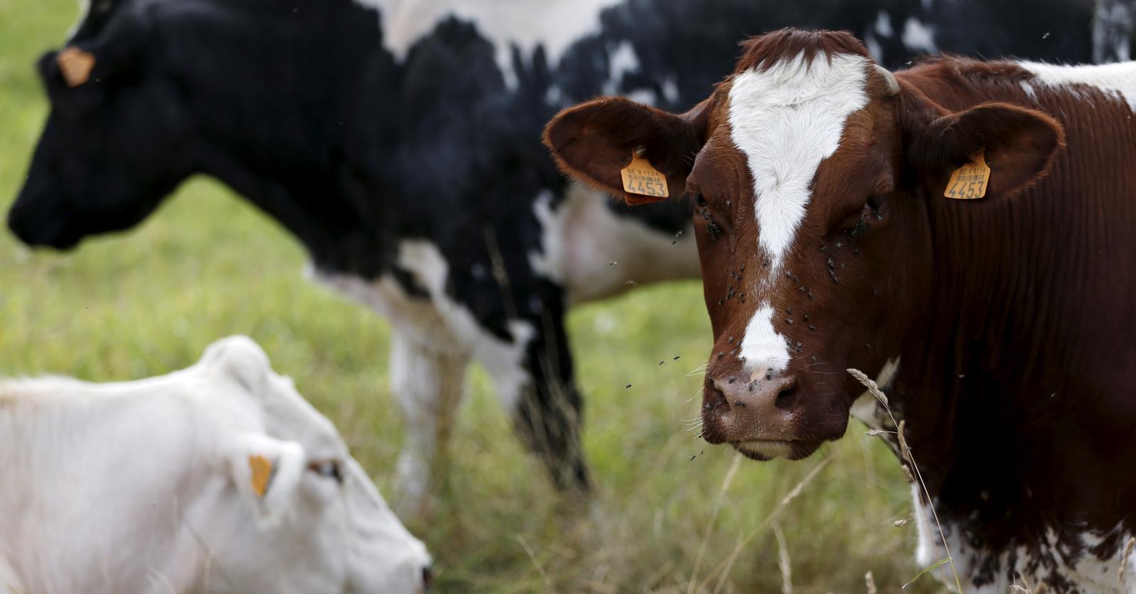 Nieuw label voor duurzaam Belgisch rundsvlees gelanceerd