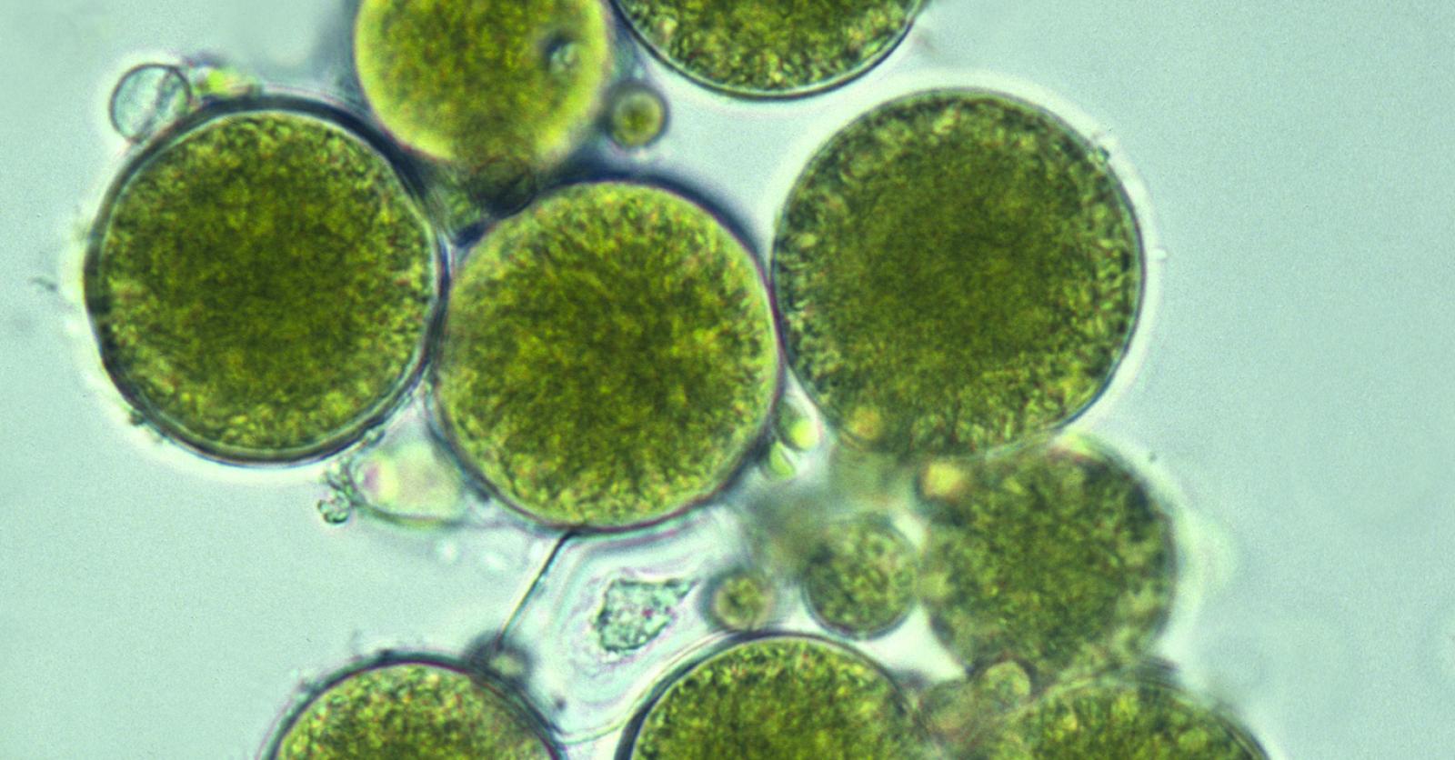 Duurzame kost: Vlaamse boeren experimenteren met microalgen in mobiele ...