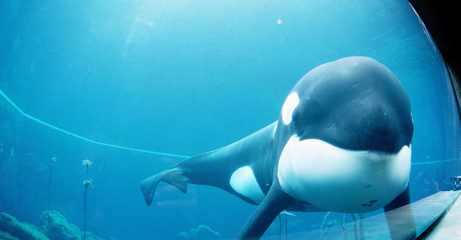 Podcast Jong Talent: wat is het echte verhaal van de orka in Free Willy?