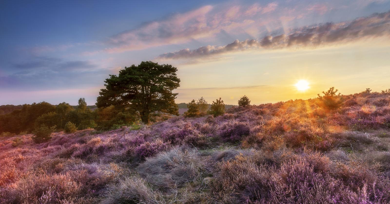 Dit zijn ze: de mooiste heides van Vlaanderen