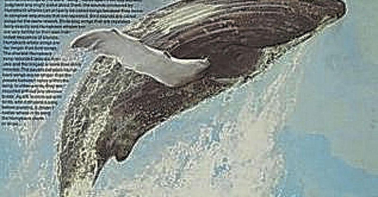 Roger Payne - Songs of the Humpback Whale