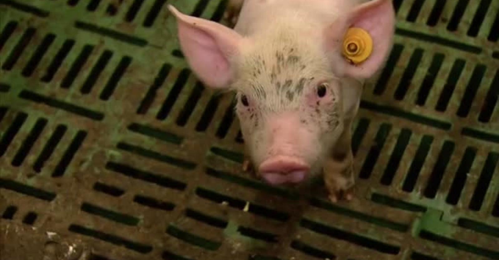 Animab lève 3,4 millions d'euros pour développer ses anticorps ...