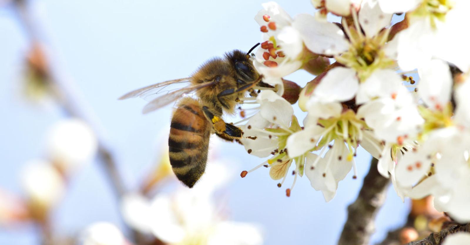 'Duurzame landbouw? Gezonde ecosystemen zijn niet het probleem, wel ...