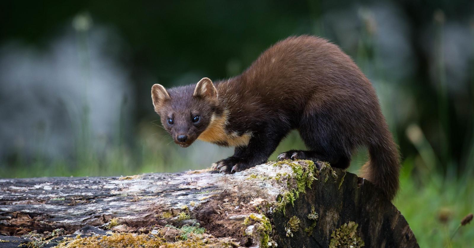 'Hoe kun je bang zijn voor een marter als er in het Oosten een oorlog ...