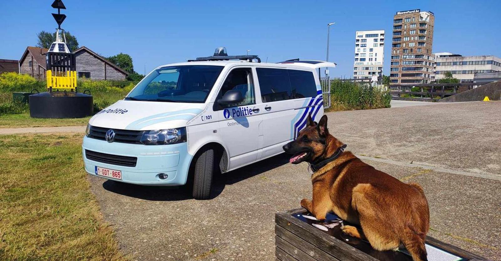 Politiehond Storm week werkonbekwaam na slagen en schoppen - KW.be